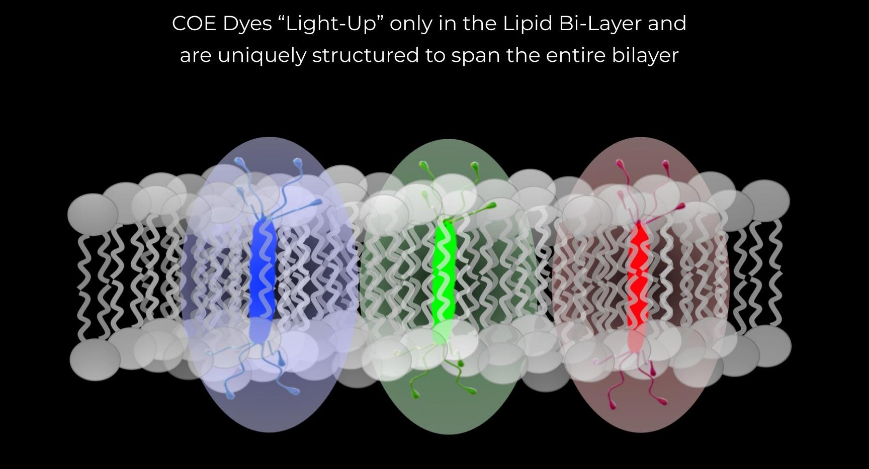 Water-Soluble Conjugated Oligoelectrolytes as Advanced Fluorogenic Dyes