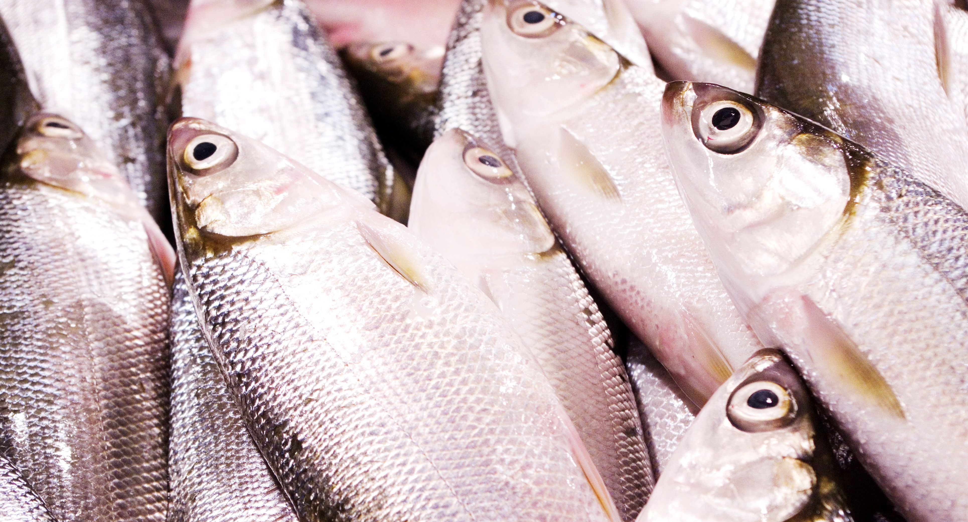 Advisory Services For Singapore SMEs | IPI